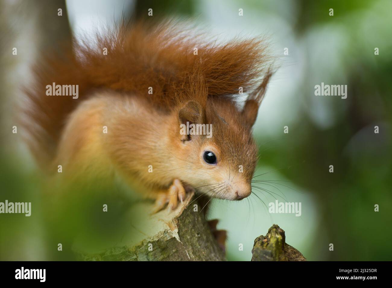 Tree quirrel hi-res stock photography and images - Alamy
