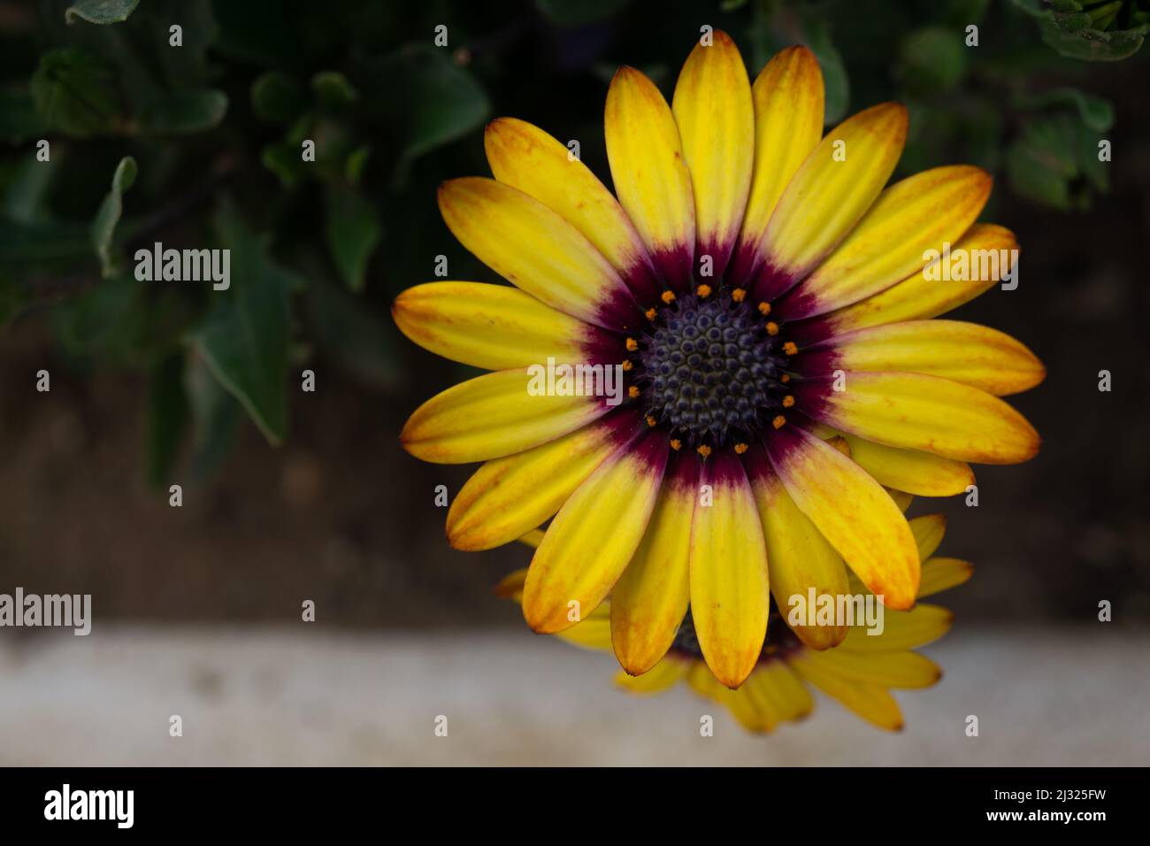 Firecracker sunflower hi-res stock photography and images - Alamy