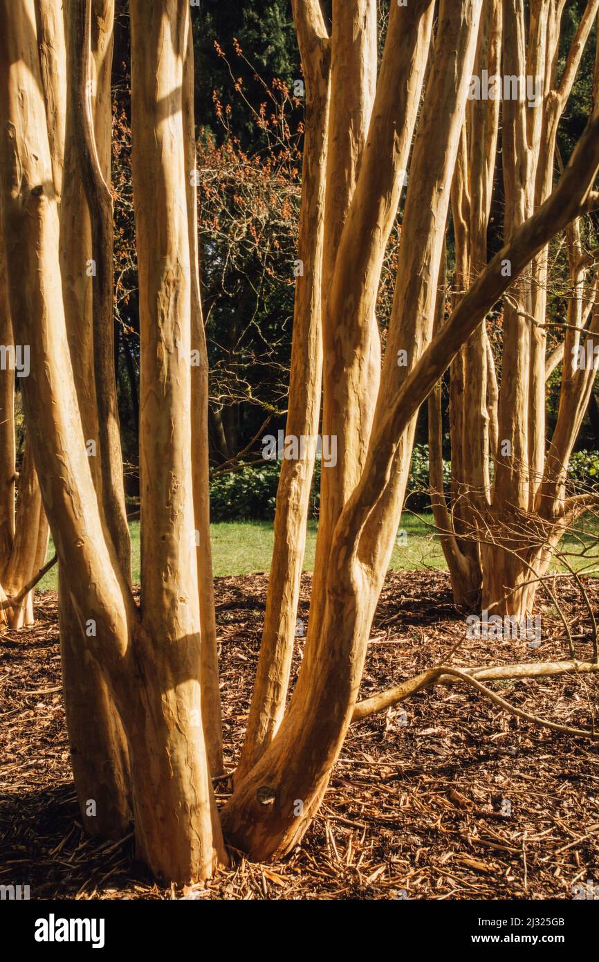 Crape Myrtle hybrid trees ( Lagerstoemia muskogee ) in the Seattle ...