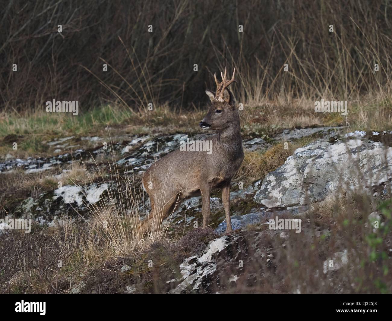Roe deer are quite common on Islay with moorland and copses available ...