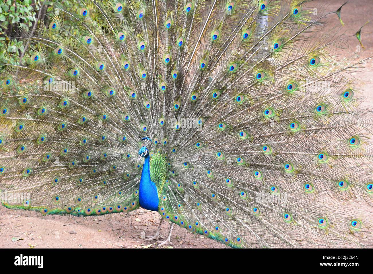 Peacock displaying train Stock Photo - Alamy