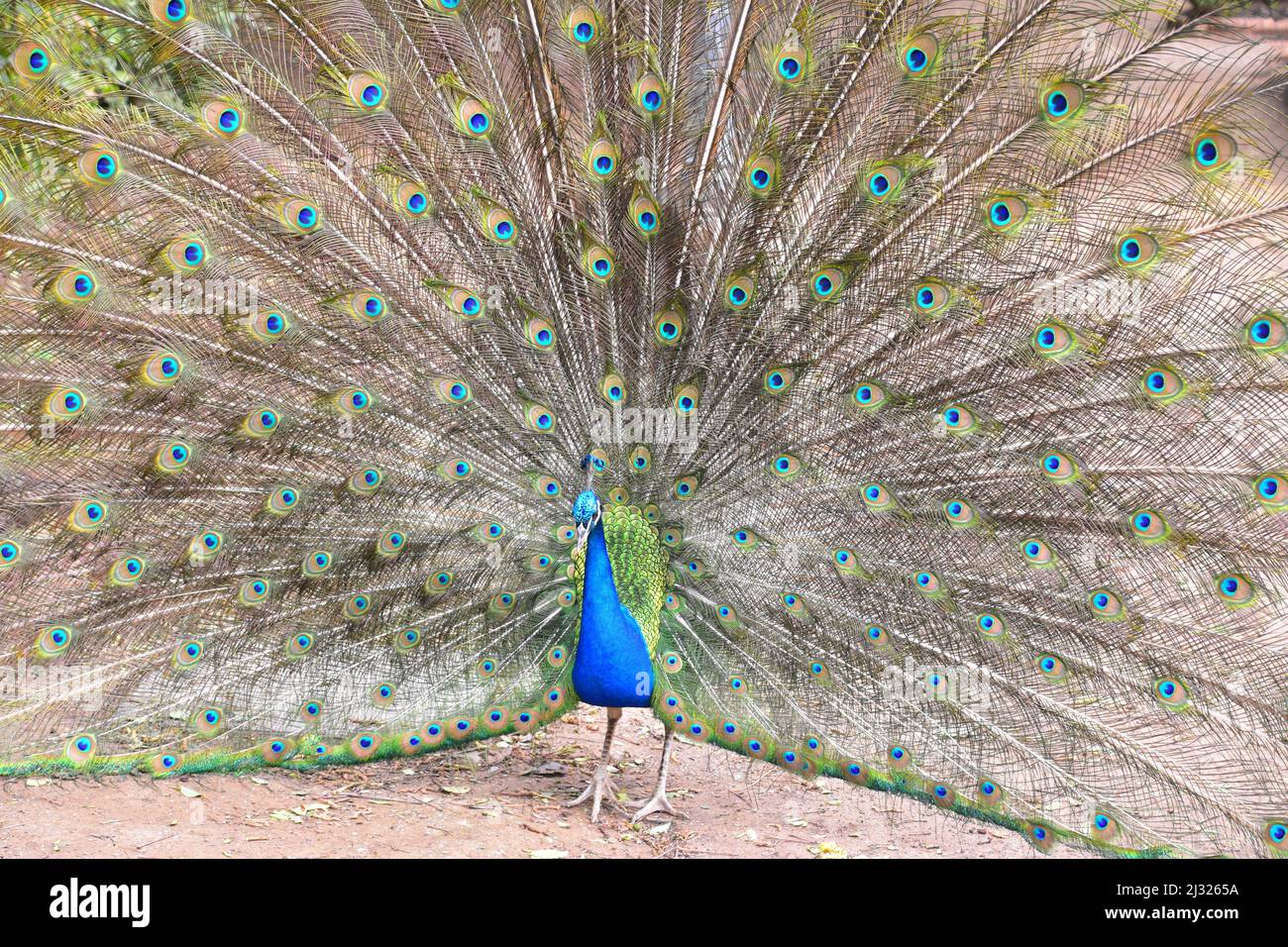 Peacock displaying train Stock Photo - Alamy