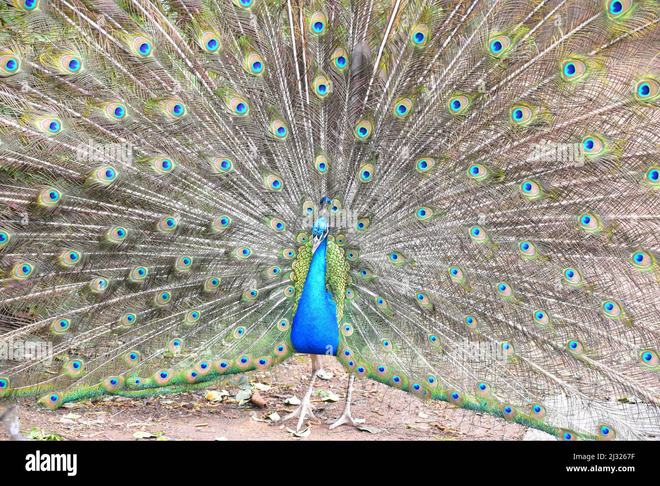 Peacock displaying train Stock Photo - Alamy