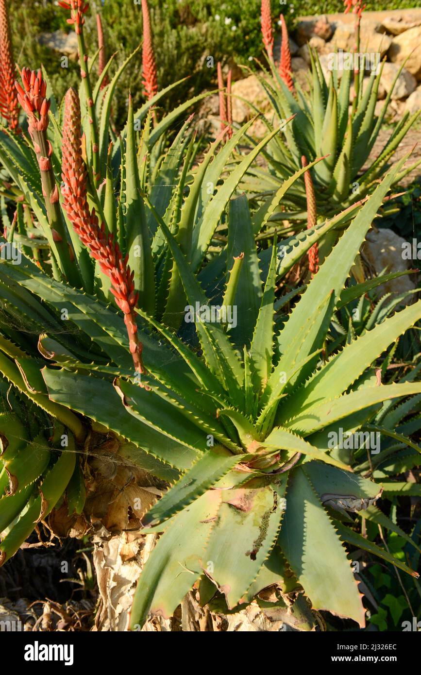 Green castus hi-res stock photography and images - Alamy
