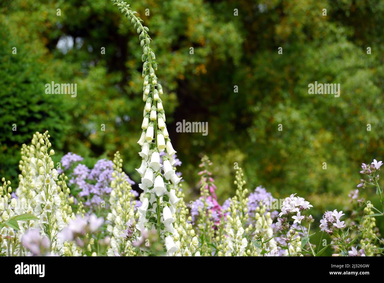 Tall White Common Foxglove (Camelot White) 'Digitalis purpurea' Flower ...