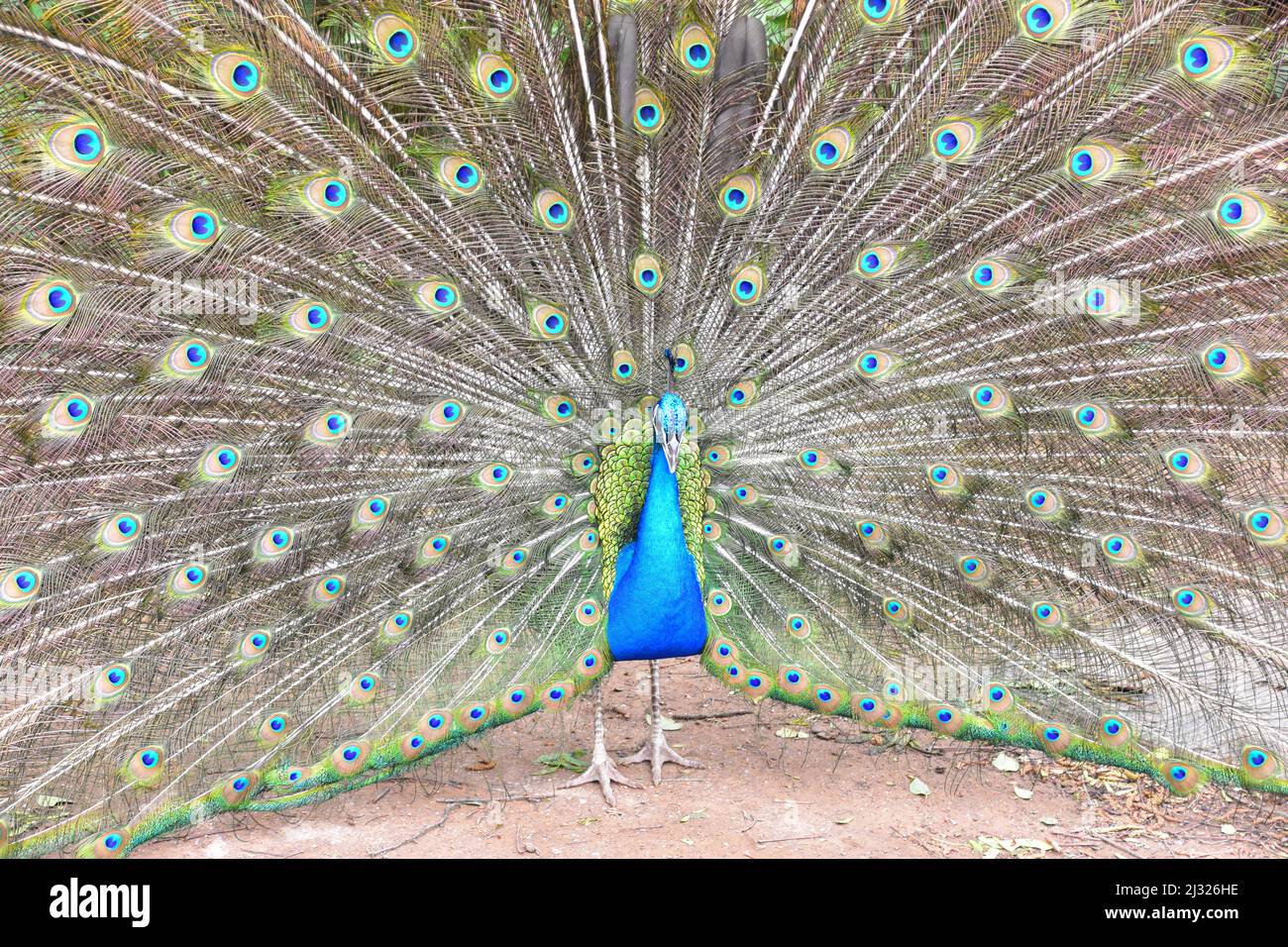 Peacock displaying train Stock Photo - Alamy