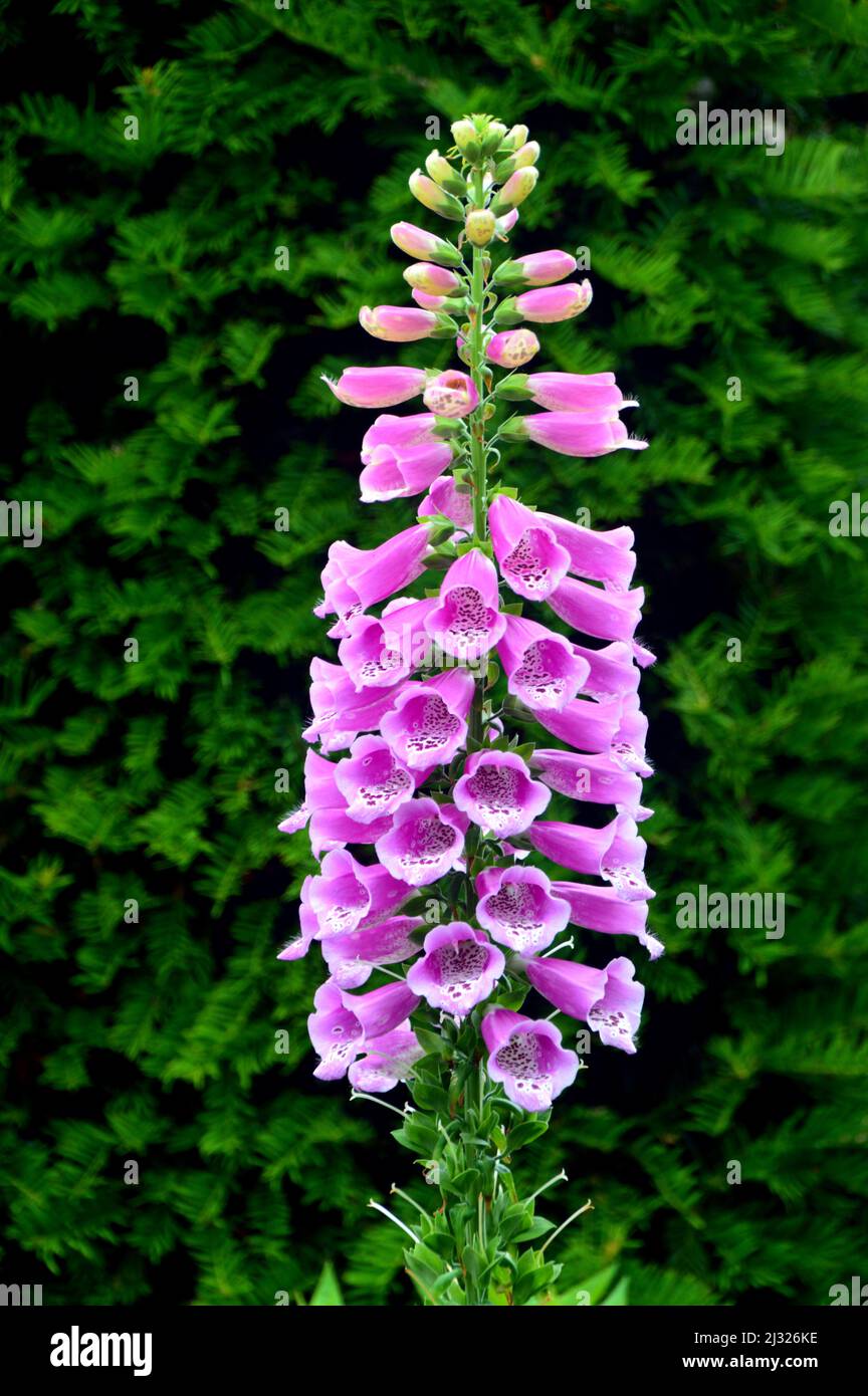 Tall pink flower hi-res stock photography and images - Alamy