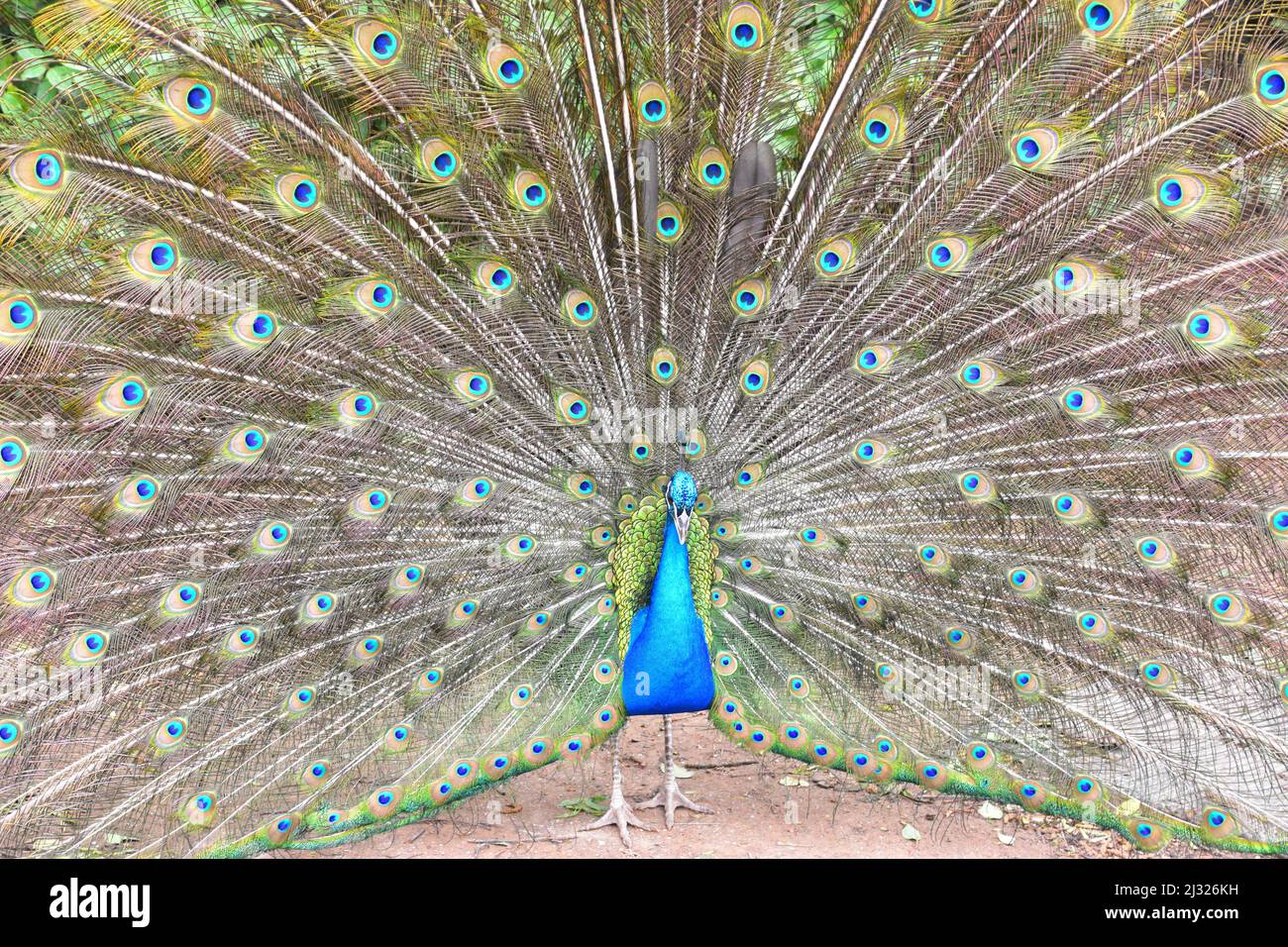 Peacock displaying train Stock Photo - Alamy