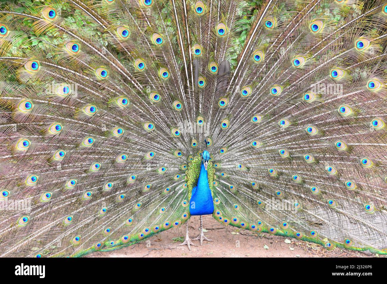Peacock displaying train Stock Photo - Alamy