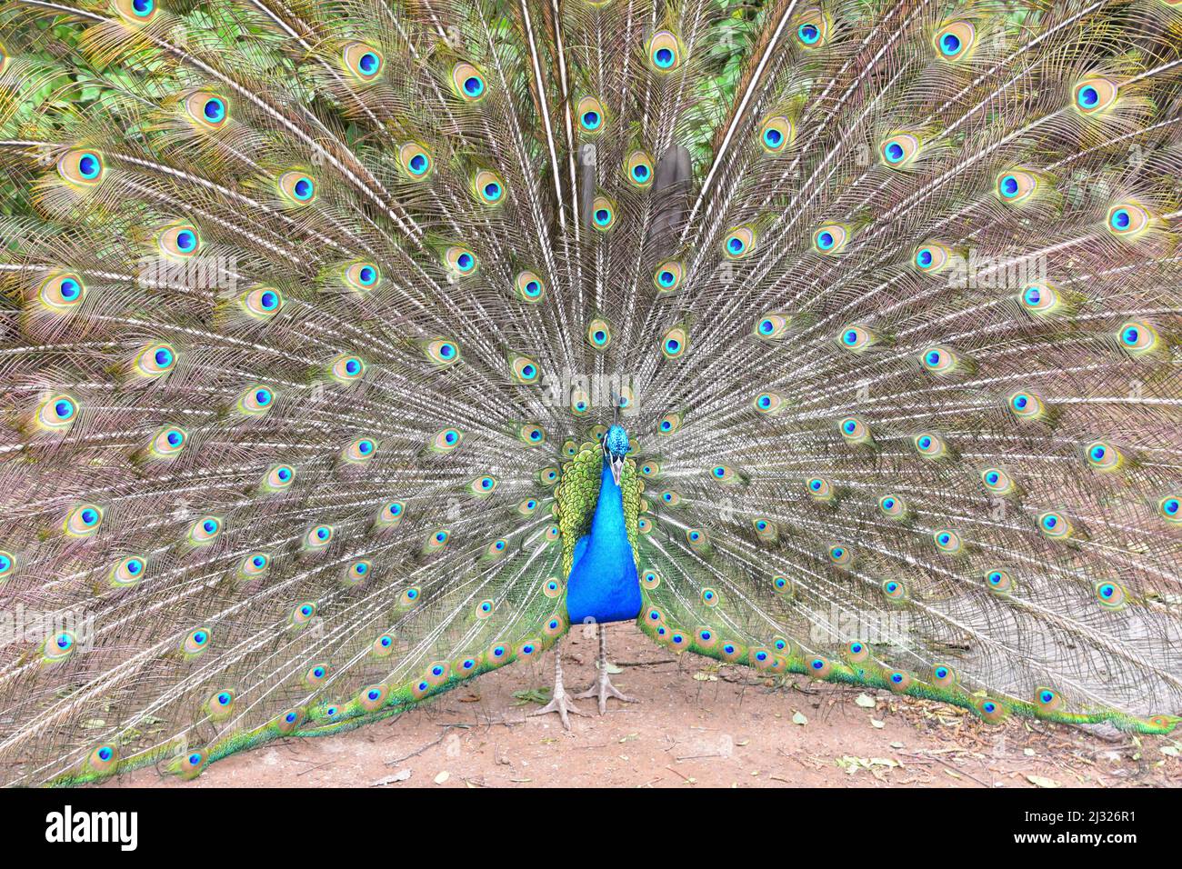 Peacock displaying train Stock Photo - Alamy