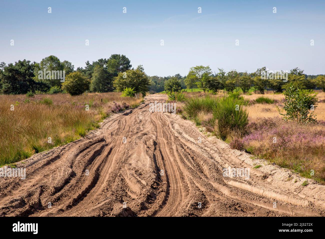 Netherlands, a firebreak in national park Veluwezoom. This firebreak ...