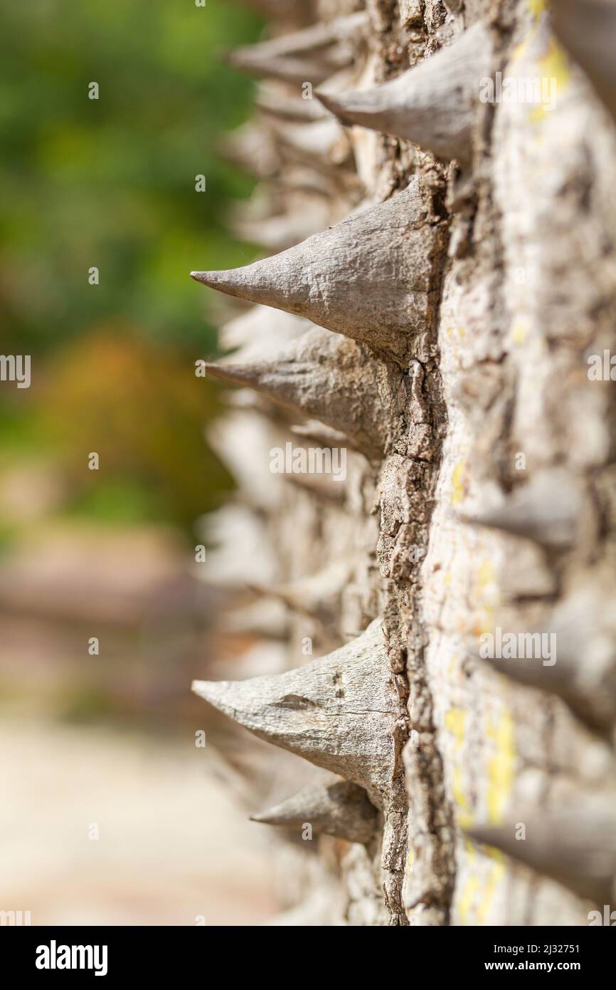 Ceiba insignis, macro detail of the spikes of the spiny tropical forest tree in southern Ecuador ...