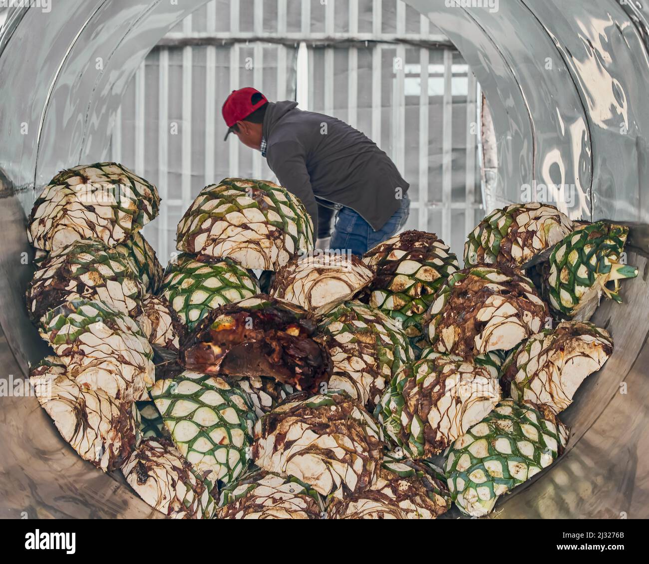 Man piling agave in oven ready to steam it Stock Photo - Alamy