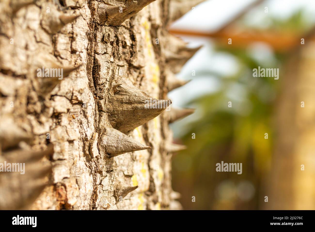 Ceiba insignis, macro detail of the spikes of the spiny tropical forest tree in southern Ecuador ...