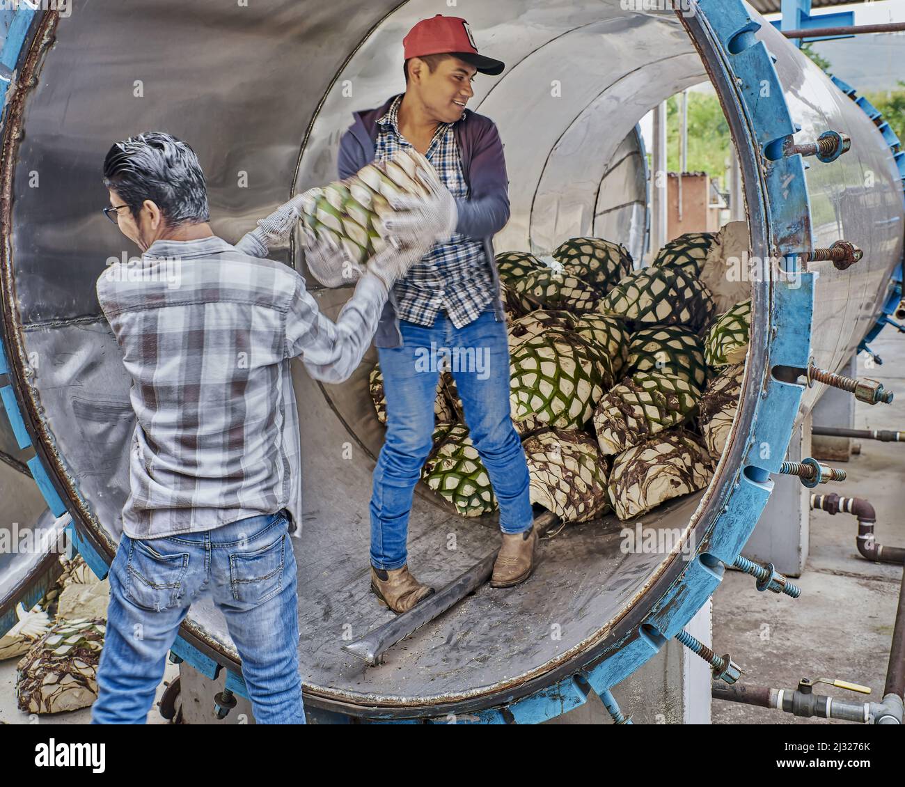 Man piling agave in oven ready to steam it Stock Photo - Alamy
