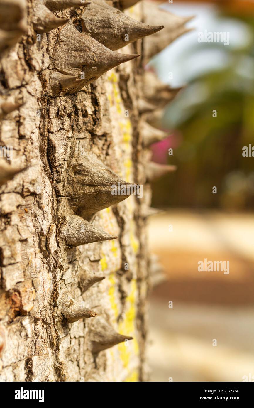 Ceiba insignis, macro detail of the spikes of the spiny tropical forest ...