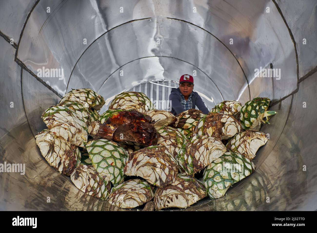 Man piling agave in oven ready to steam it Stock Photo - Alamy