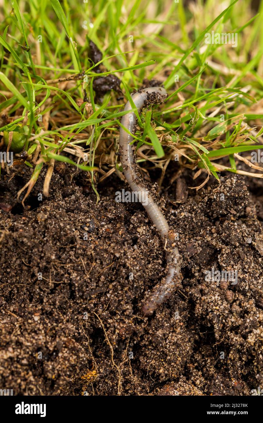 Netherlands, Earthworm on earth crawling into a lawn Stock Photo - Alamy