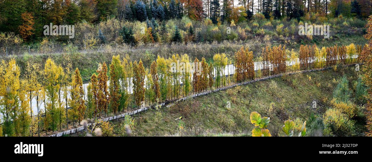 Autumnal landscape row trees hi-res stock photography and images - Alamy