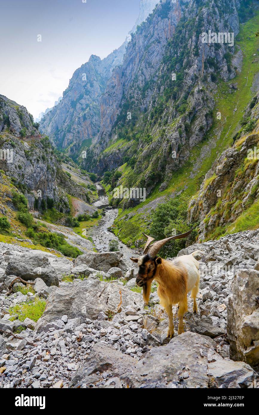 Spain, Rio Cares Gorge, limestone massif of the Picos de Europa ...