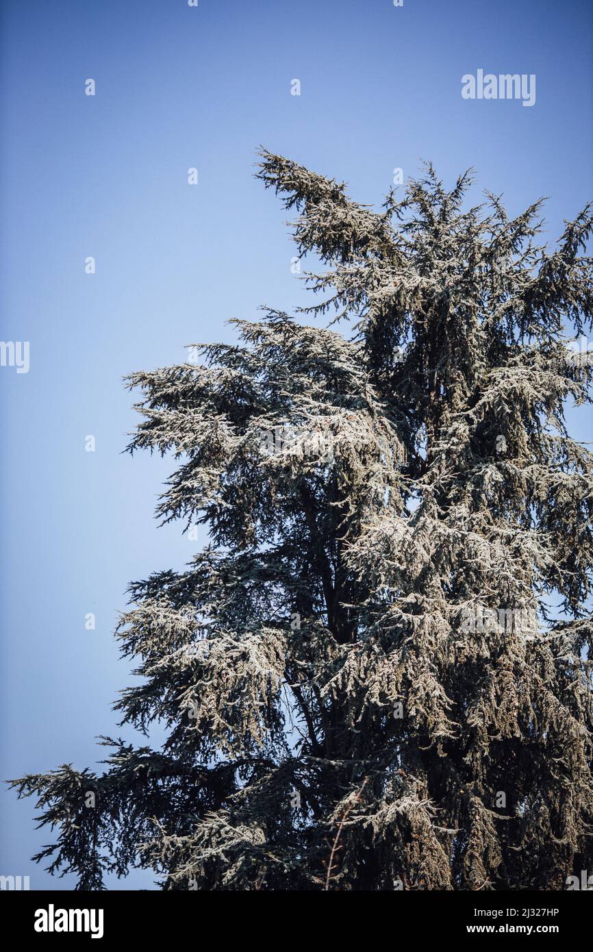 A serene view of a majestic Deodar cedar tree Stock Photo - Alamy