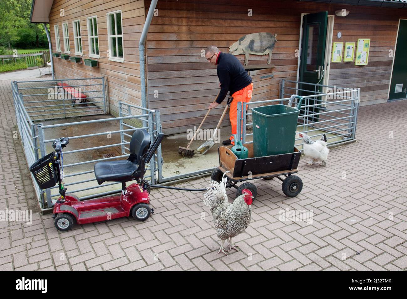 Netherlands, a disabled man helps on a petting zoo with farm animals ...
