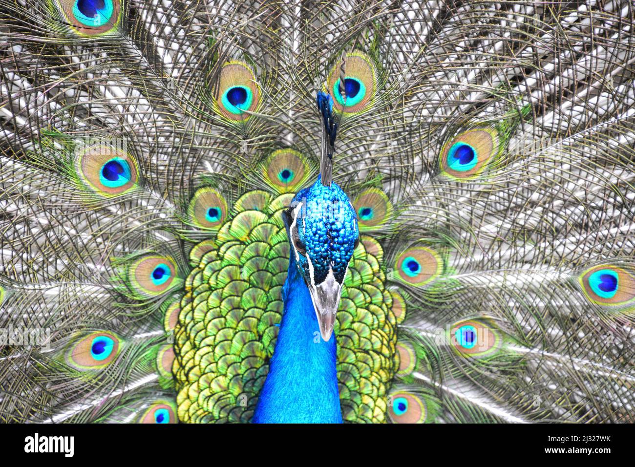 Peacock displaying train Stock Photo - Alamy