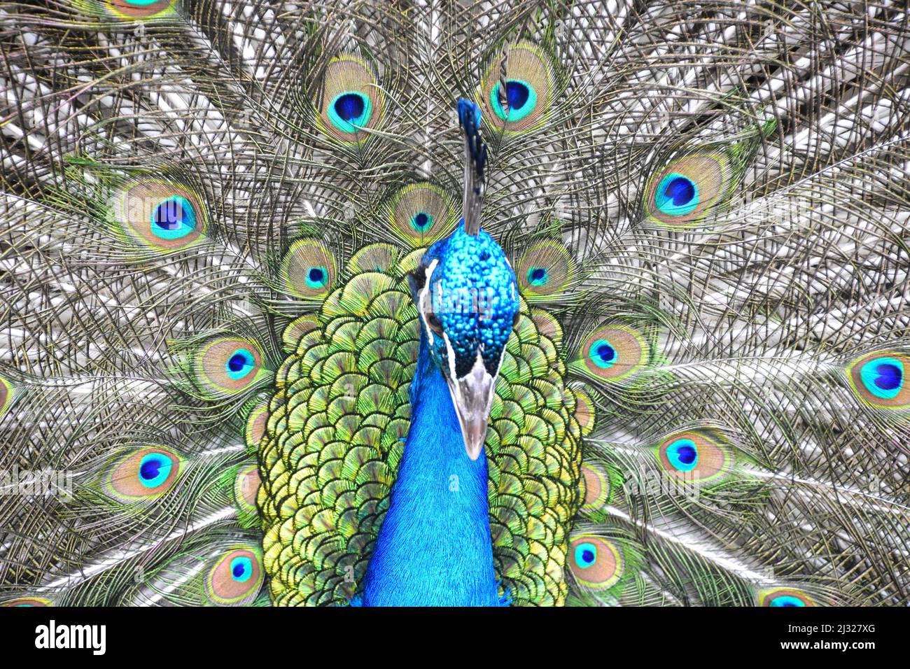 Peacock displaying train Stock Photo - Alamy