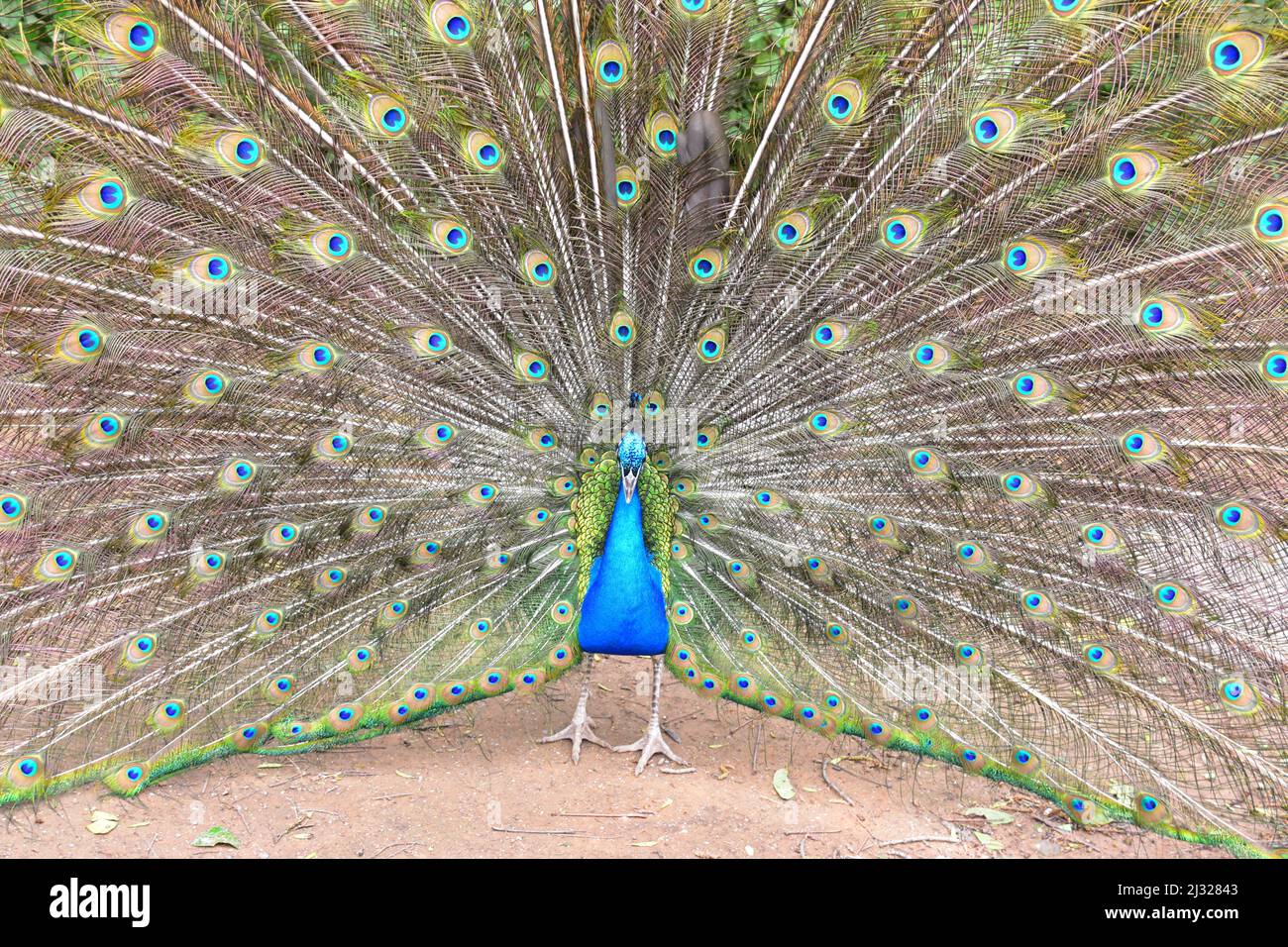 Peacock displaying train Stock Photo - Alamy
