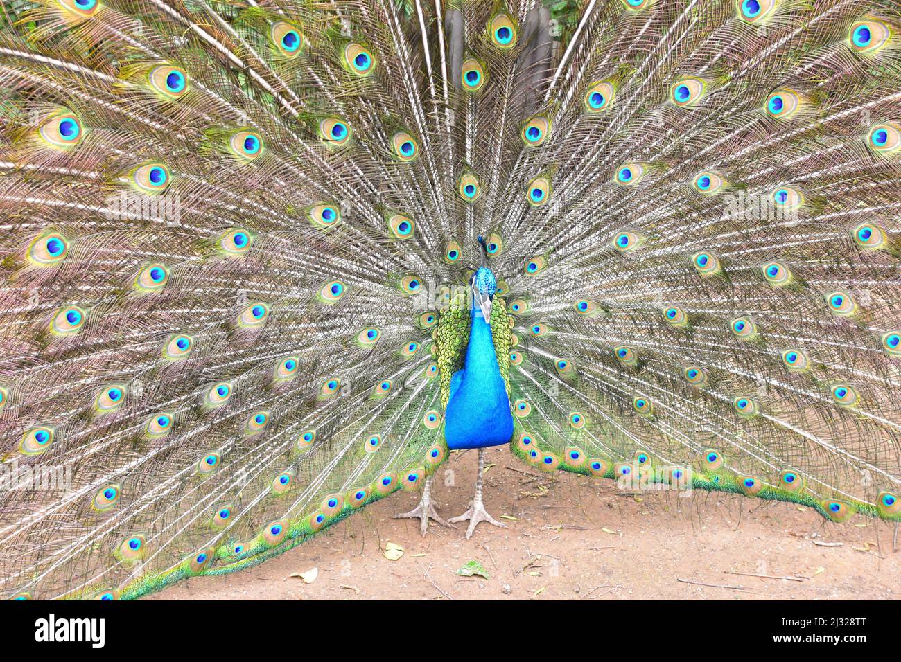 Peacock displaying train Stock Photo - Alamy
