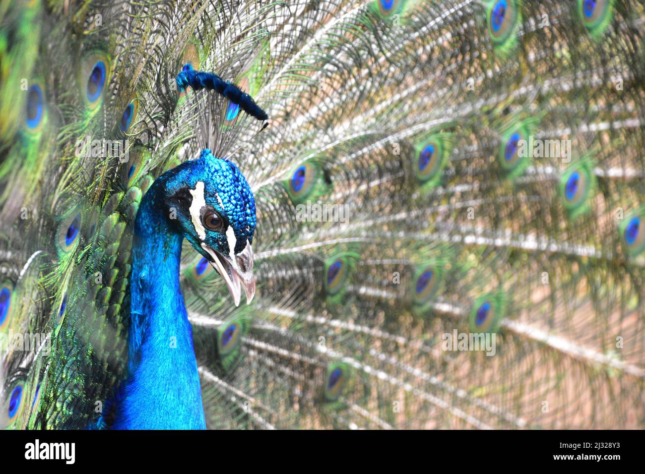 Peacock displaying train Stock Photo - Alamy