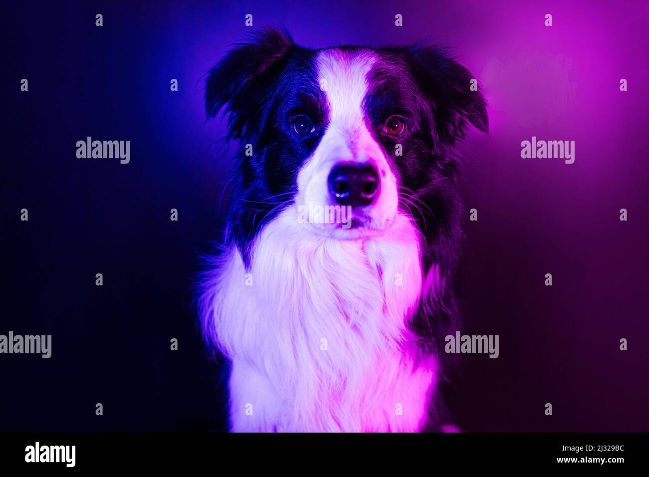 Puppy dog border collie on multicolored studio dark background in neon ...