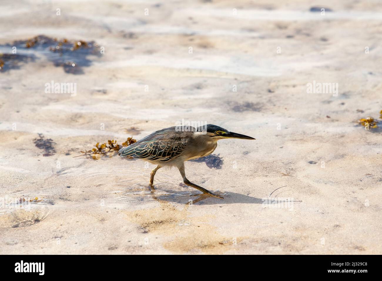 Short neck heron hi-res stock photography and images - Alamy