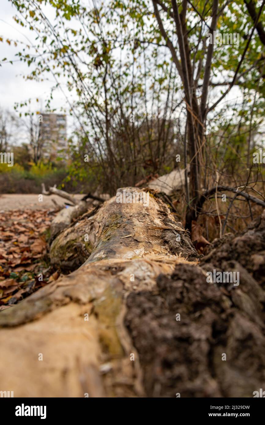 Rotten log hi-res stock photography and images - Alamy