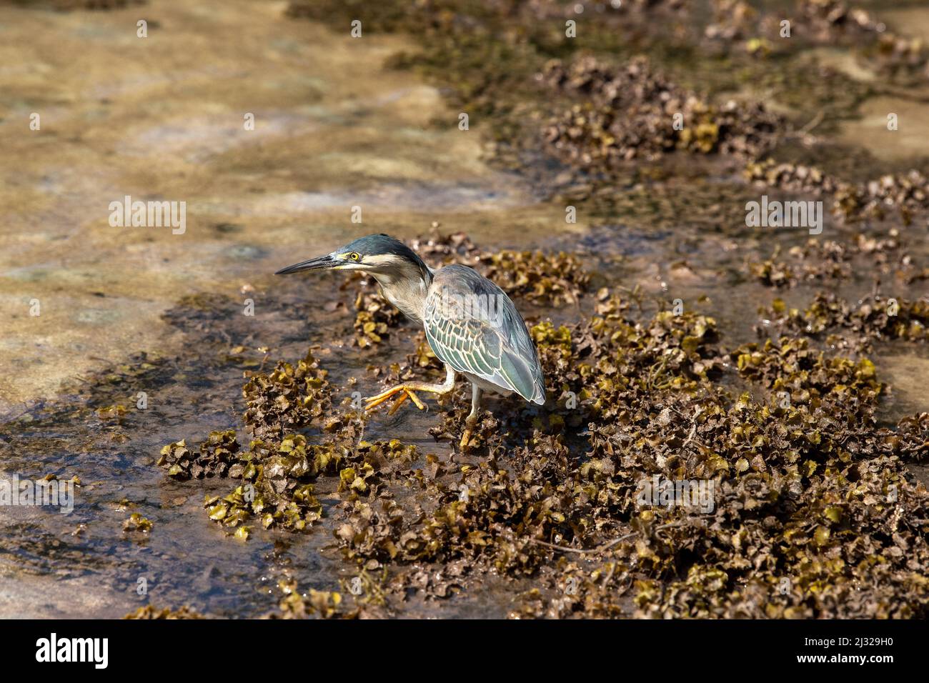 Short neck heron hi-res stock photography and images - Alamy