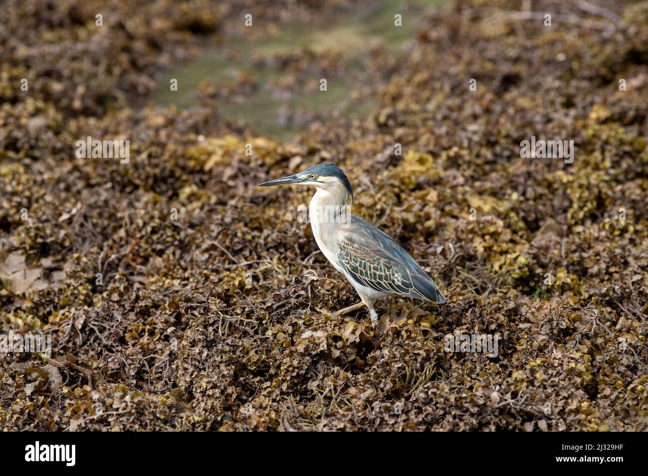 Short neck heron hi-res stock photography and images - Alamy