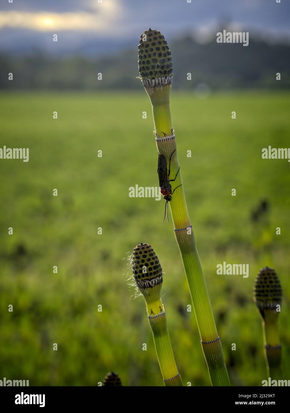 A vertical closeup of the bug on the common horsetail Stock Photo - Alamy