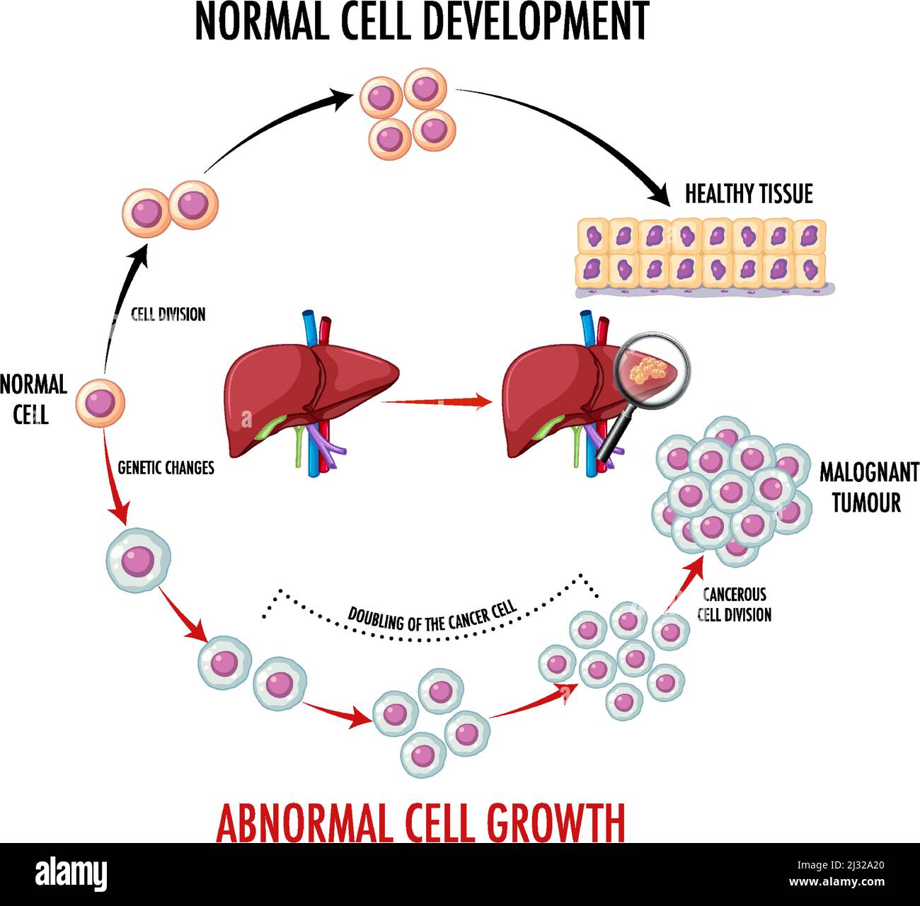 Diagram showing normal cell development illustration Stock Vector Image ...