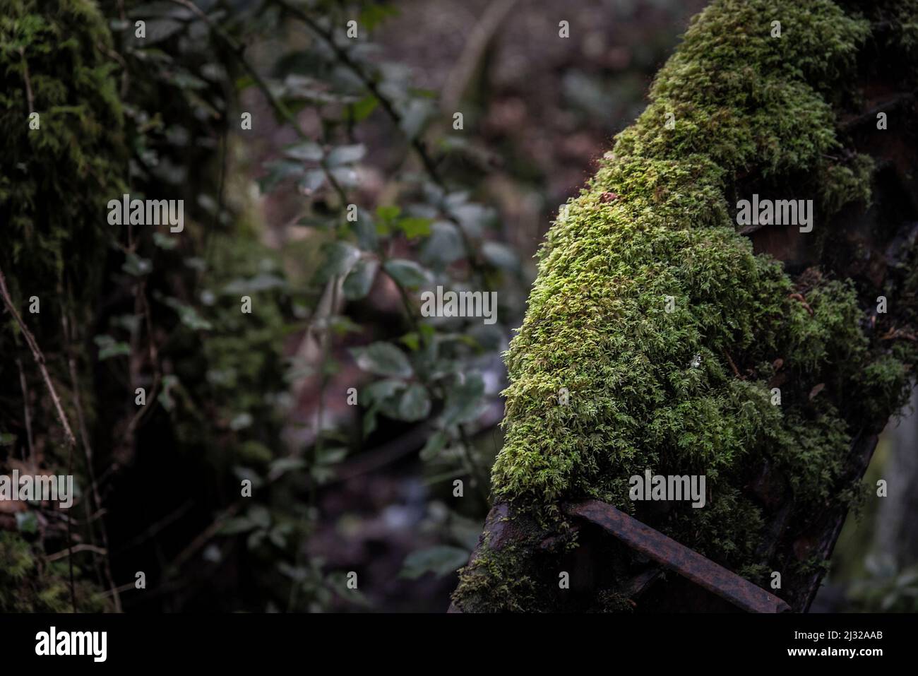Moss growing on an old rusty metal wheel in the historic Kennall Vale ...