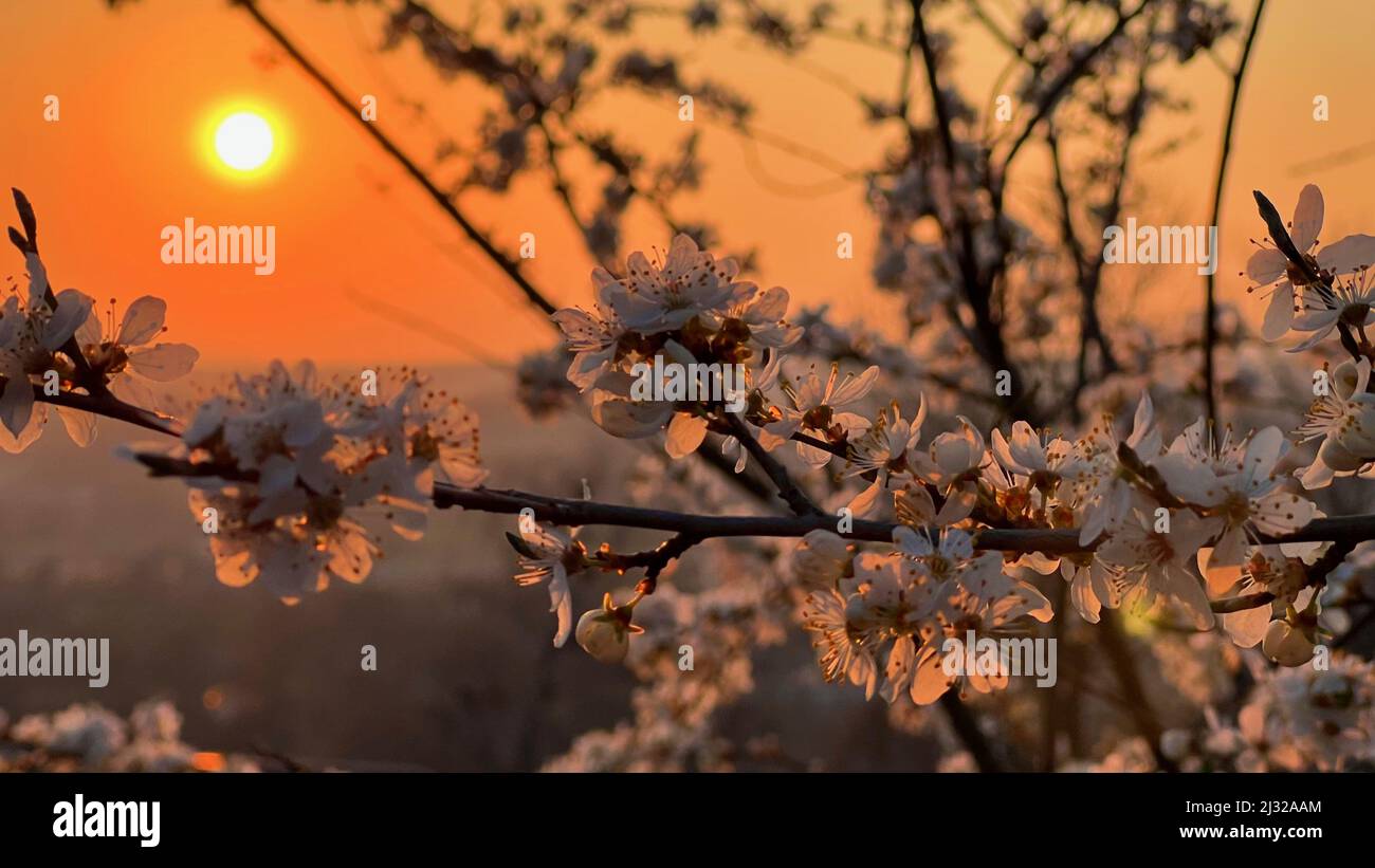 A spring tree with white flowers during the golden hour of sunset Stock ...