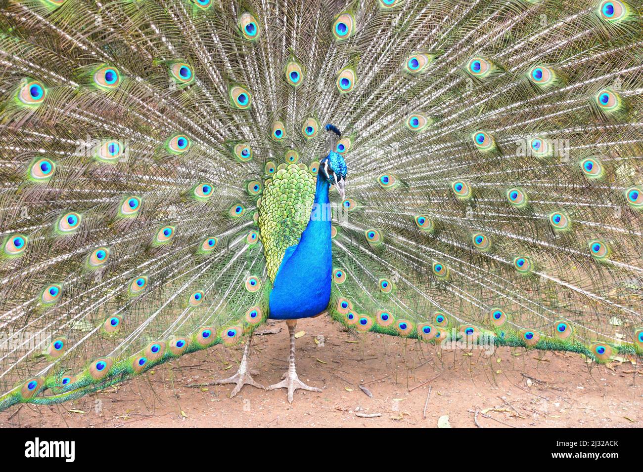 Peacock displaying train Stock Photo - Alamy