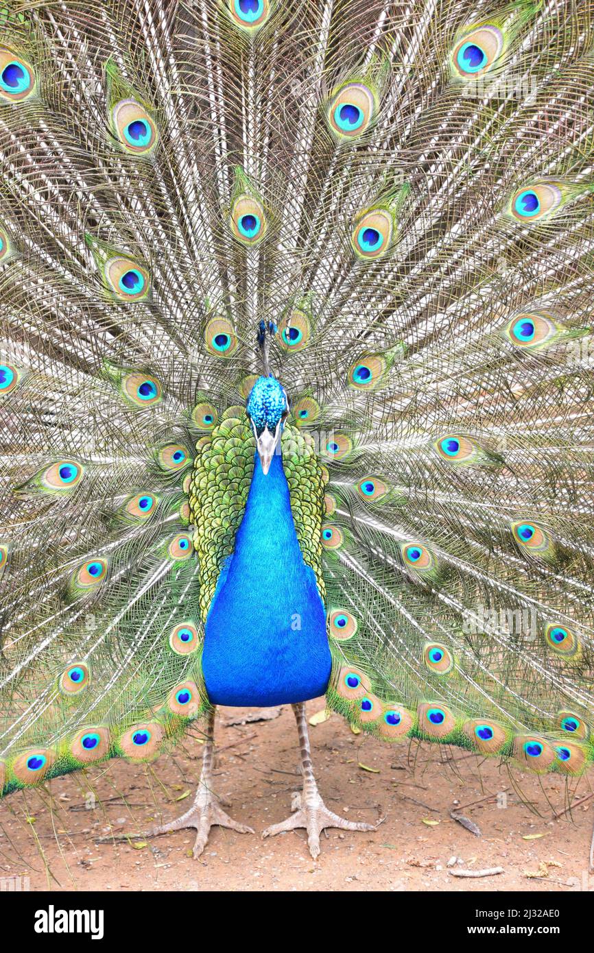 Peacock displaying train Stock Photo - Alamy