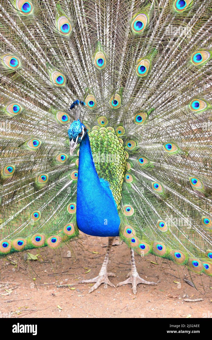 Peacock train hi-res stock photography and images - Alamy