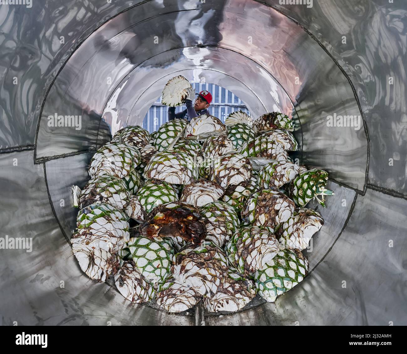 Man piling agave in oven ready to steam it Stock Photo - Alamy