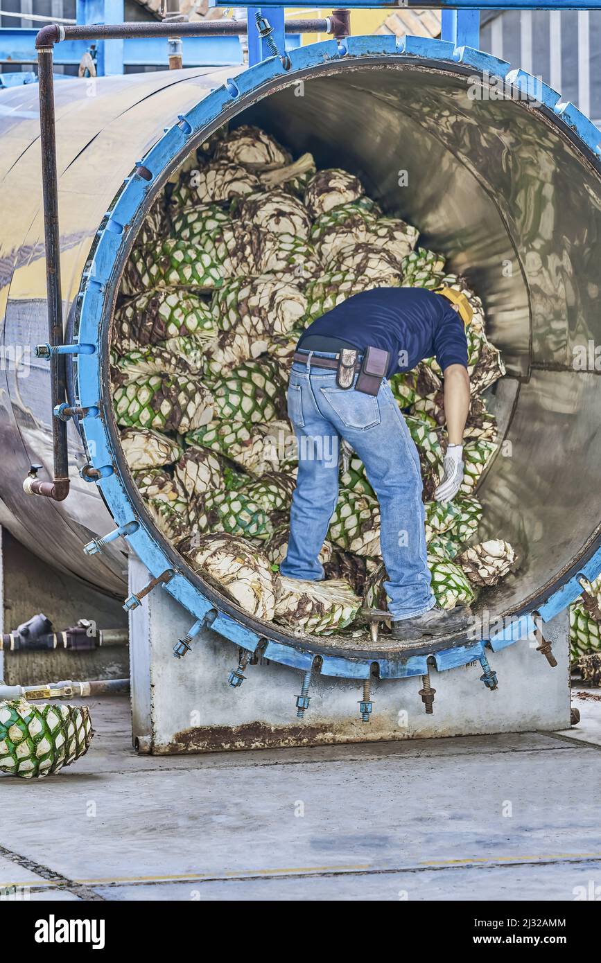 Man piling agave in oven ready to steam it Stock Photo - Alamy