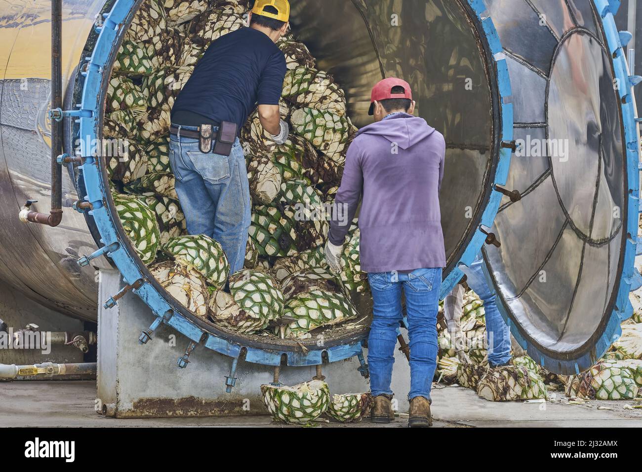 Man piling agave in oven ready to steam it Stock Photo - Alamy