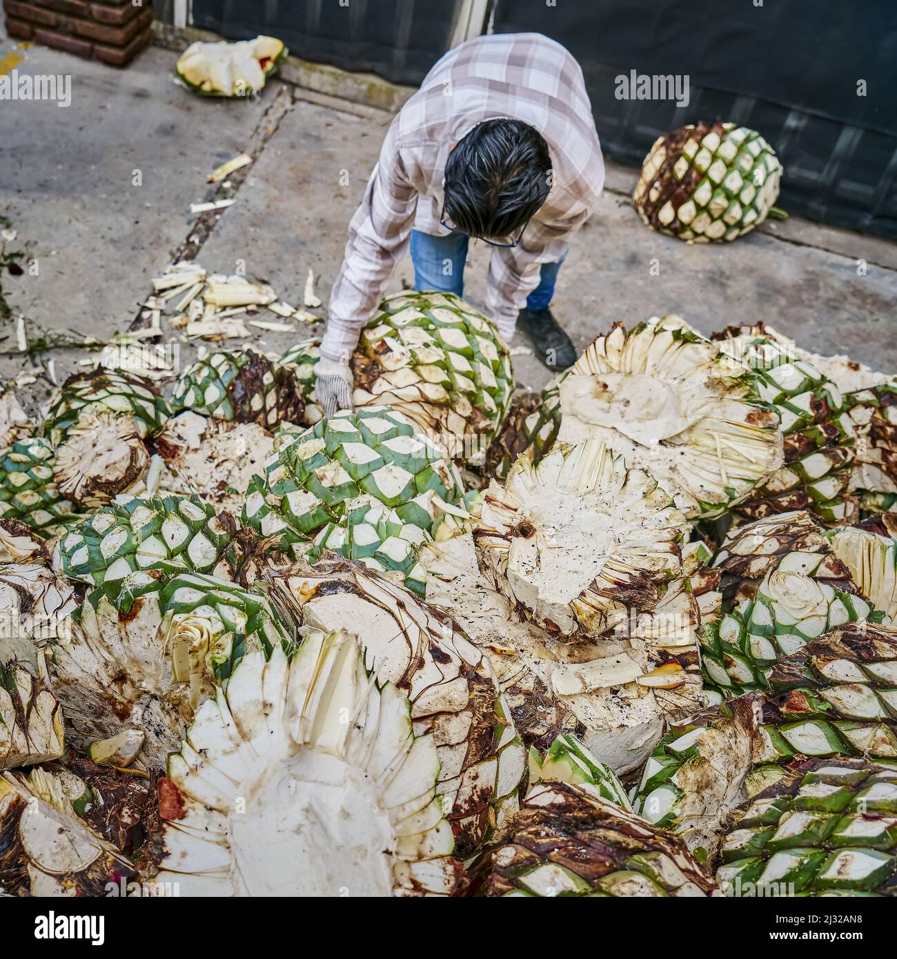 Mountain of agave in a factory yard ready for cooking Stock Photo - Alamy
