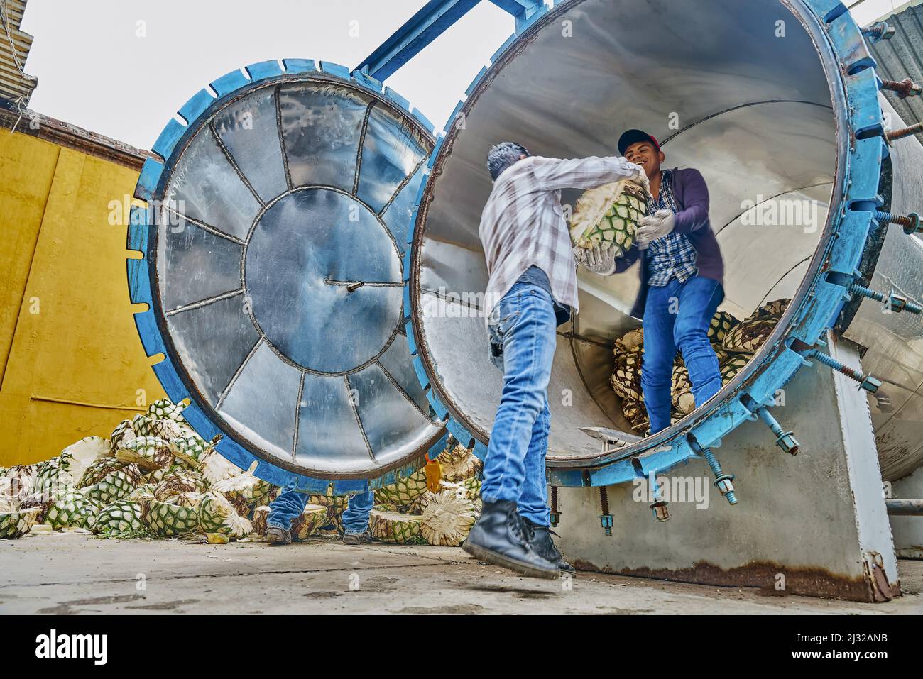 Man piling agave in oven ready to steam it Stock Photo - Alamy