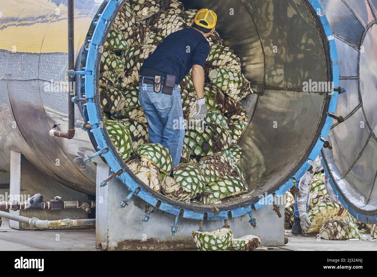 Man piling agave in oven ready to steam it Stock Photo - Alamy