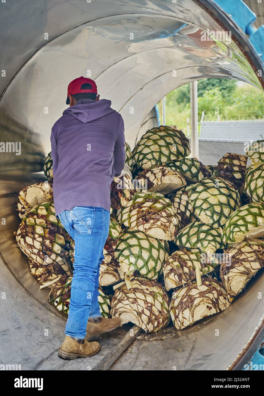 Man piling agave in oven ready to steam it Stock Photo - Alamy